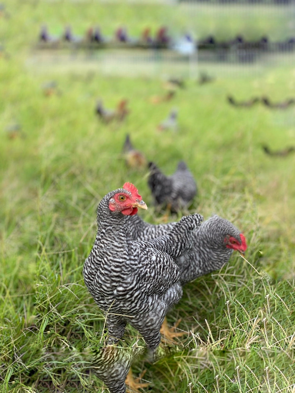 Nutrient-dense, grass fed, pasture-raised food to nourish your family ...